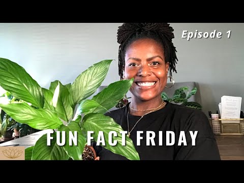 Fun Fact Friday: Episode 1 | The Peace Lily | Symbol of Peace