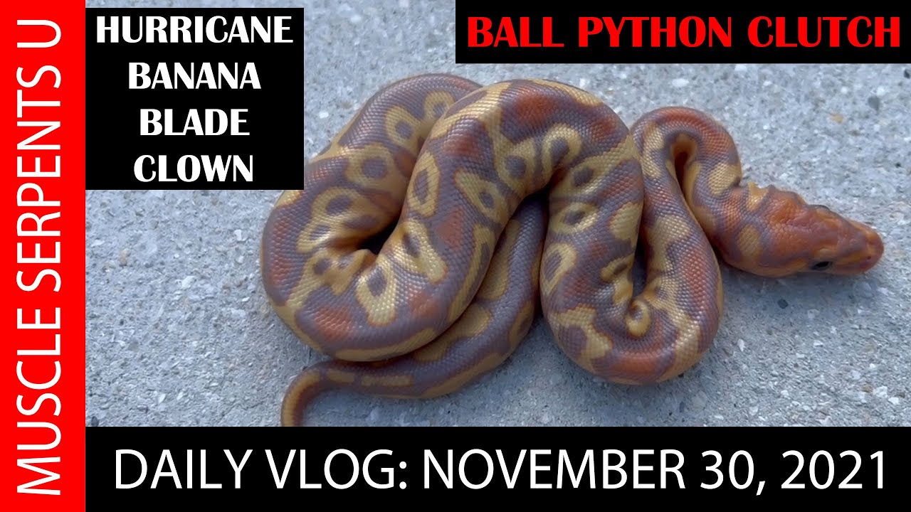 AWESOME ODDS!  BALL PYTHON CLUTCH REVEAL!