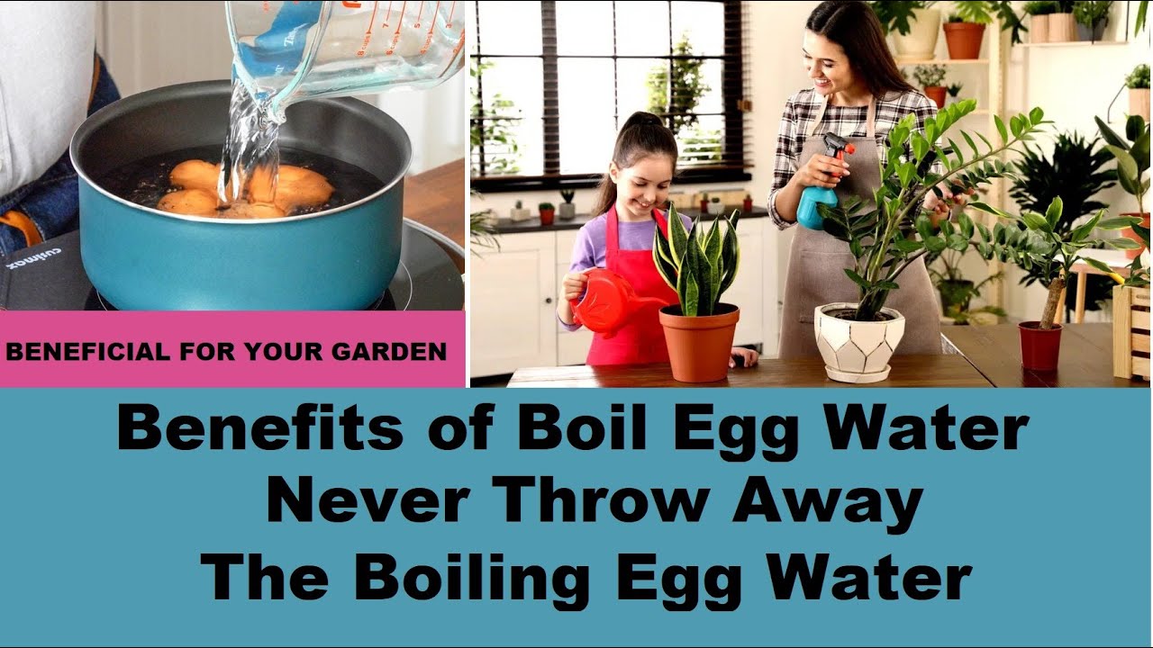 Benefits of boil egg water Never Throw Away The Boiling Egg Water, You'll be surprised to know why!