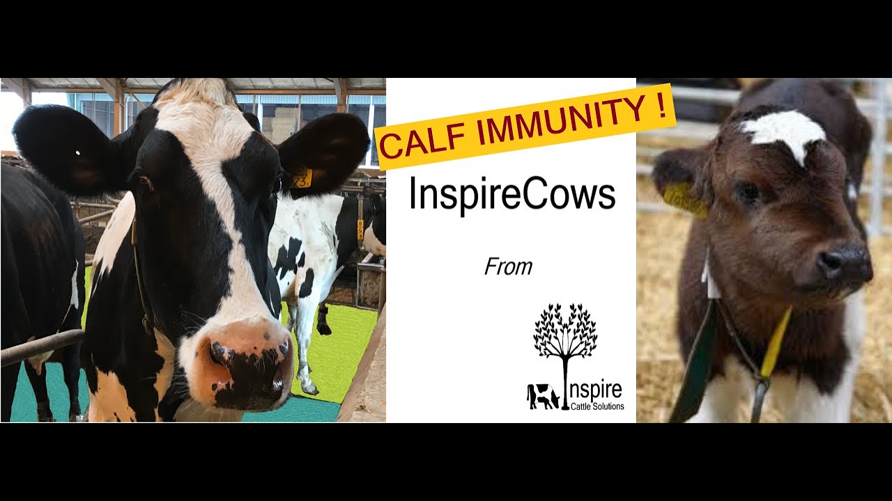 Calf Immunity by Prof. Hans-Joachim Schuberth