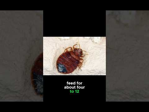How To Tell If You Have Bed Bugs #dermatologist
