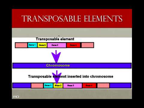 AP Biology cvitale Evolution of Genomes.mp4