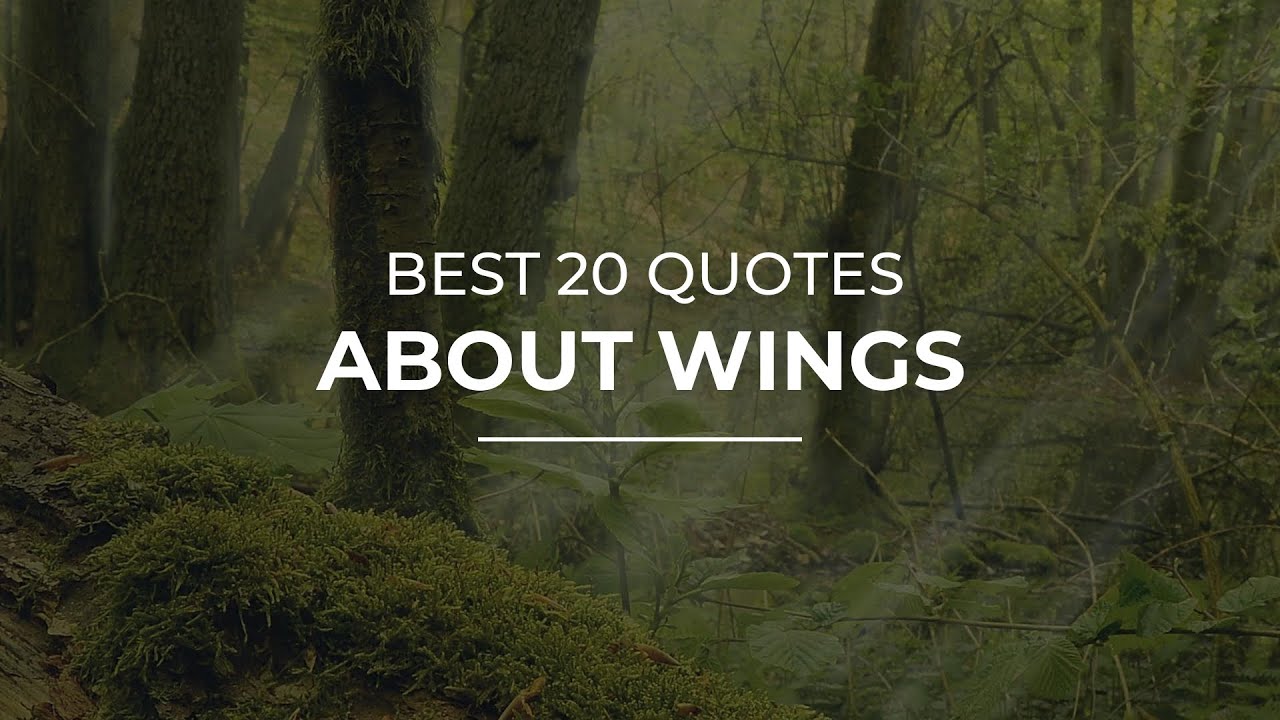 Best 20 Quotes about Wings | Daily Quotes | Motivational Quotes | Soul Quotes
