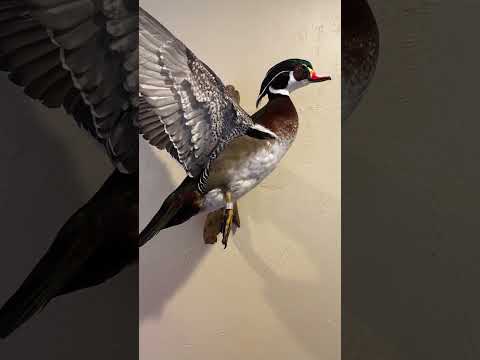 Wood Duck Mount From the Fall #woodduck #hunting #taxidermy #duckhunting #shorts