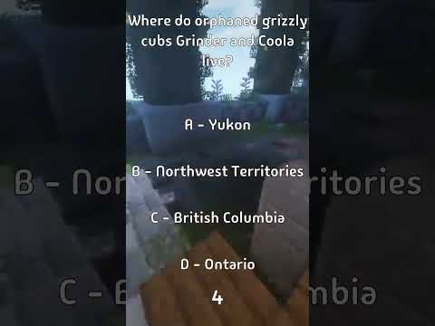 Where do orphaned grizzly cubs Grinder and Coola live?