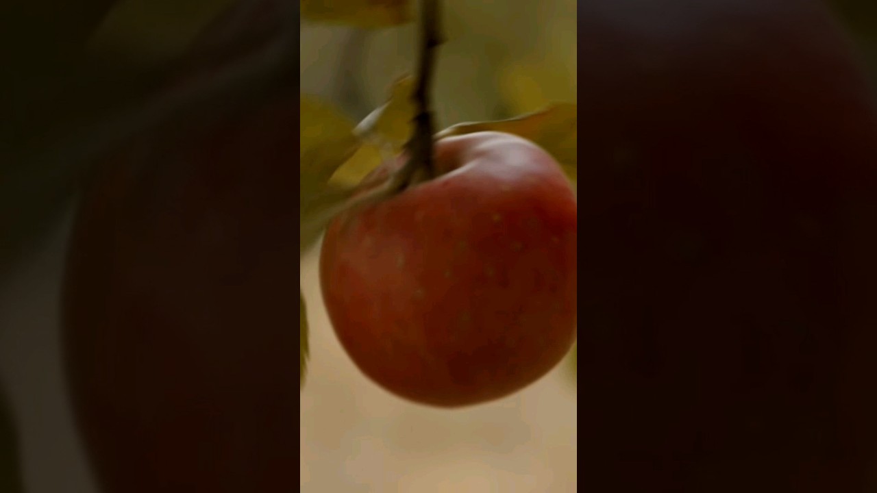 Quick Aphantasia/Phantasia/Hyperphantasia Test ⚫/🏐/🌎