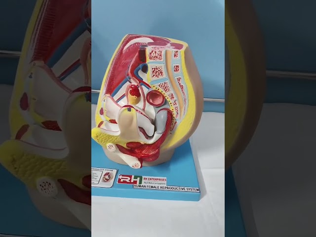 Female Reproductive Model - Female Reproductive System Model ...