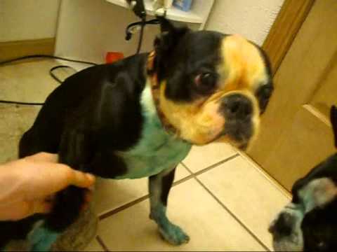 Dyeing your dogs (food coloring)