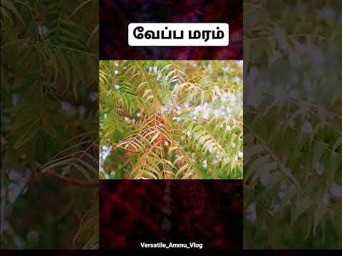 5Mins Learning Daily used sentences in English with Tamil meaning|Easyspeaking #Versatile_Ammu_Vlog