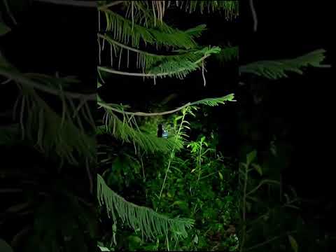 Boy balud natulala sa puno ng mangga #horror #halloween #paranormal