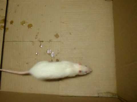 Clicker Training, Day 7: Success!! | Sdipaola_Rats's Blog