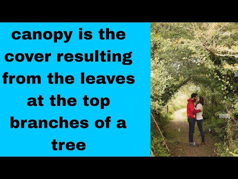 what is canopy ?