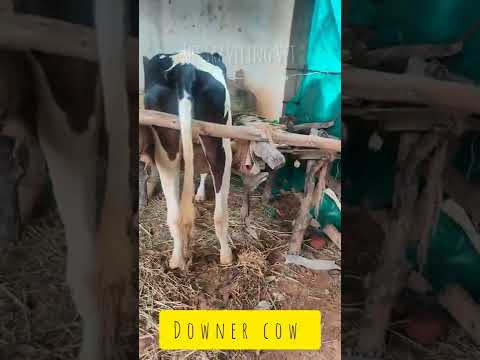 Natural Lifting apparatus for Downer Cow 🙏🏻 | #downer #cow #shorts #veterinary