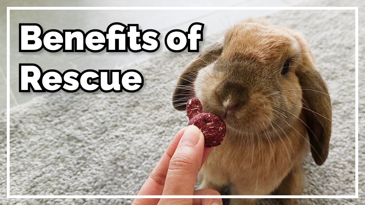 Benefits YOU GET by Adopting a Rescue Rabbit