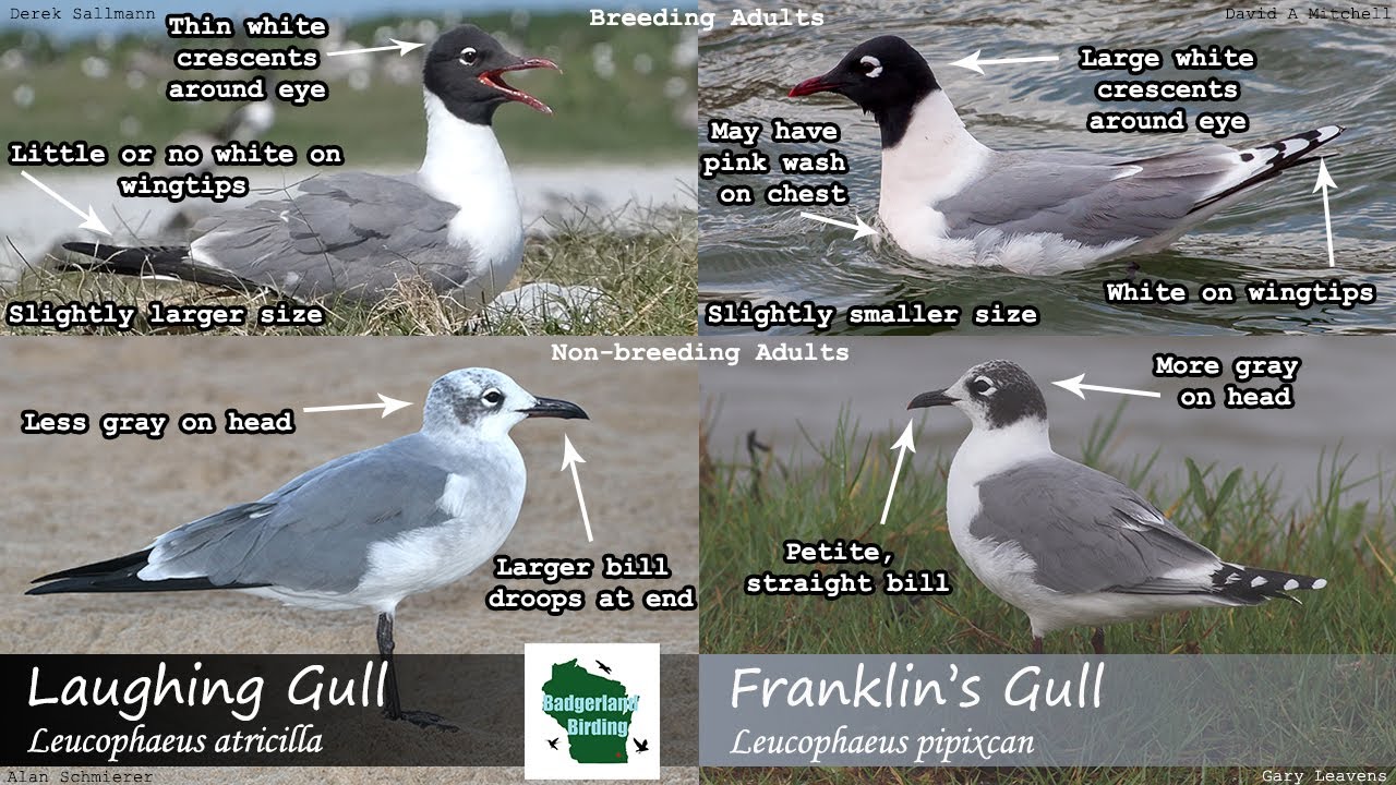 ID Tips: Franklin's Gull vs. Laughing Gull