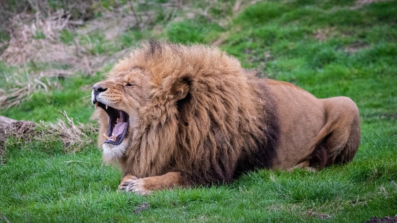 Lions Roaring Compilation (3)