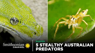 5 Stealthy Australian Predators 🐊 Smithsonian Channel | Smithsonian ...