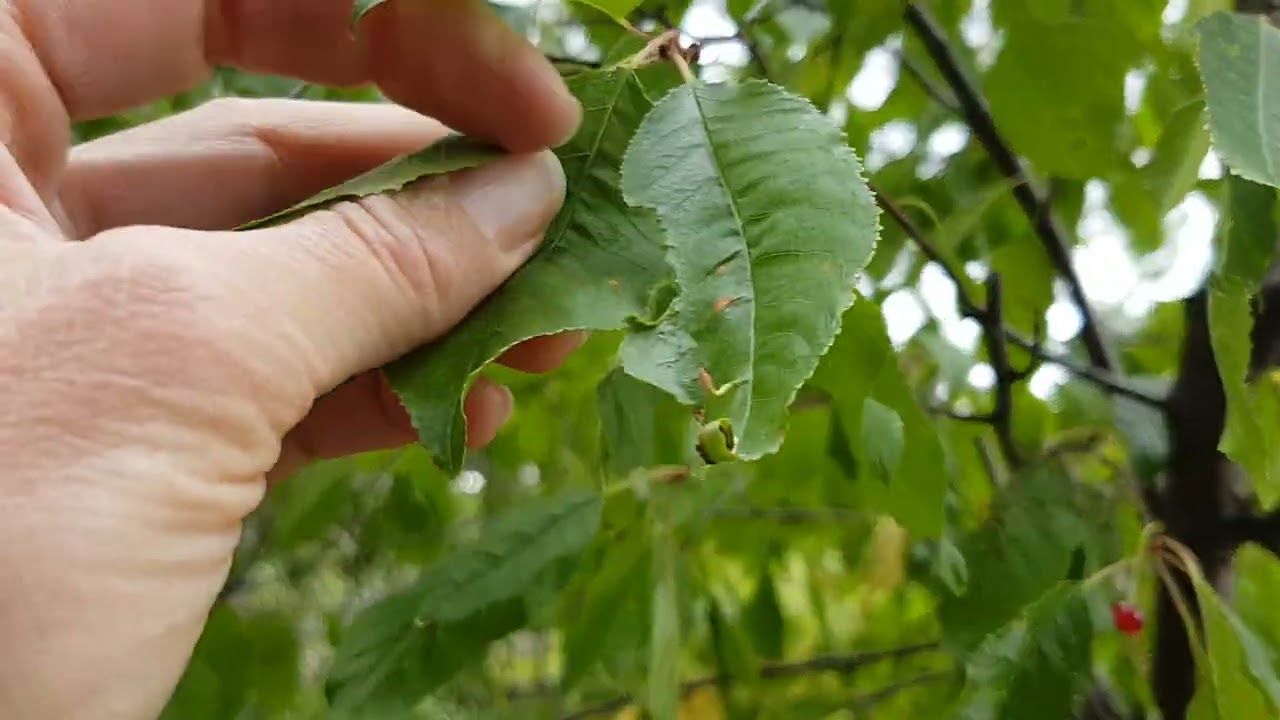 pin cherry (Prunus pensylvanica)