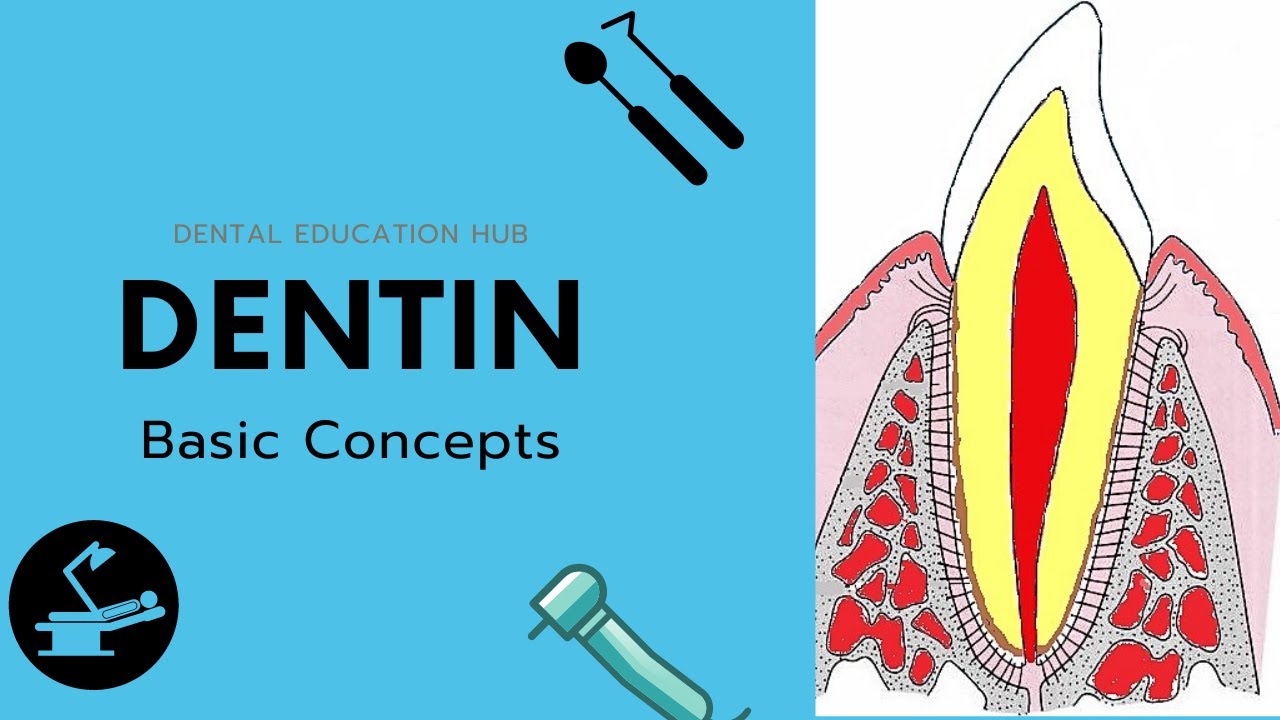 Dentin Basic Concepts | Dentin Pulp complex Session 1