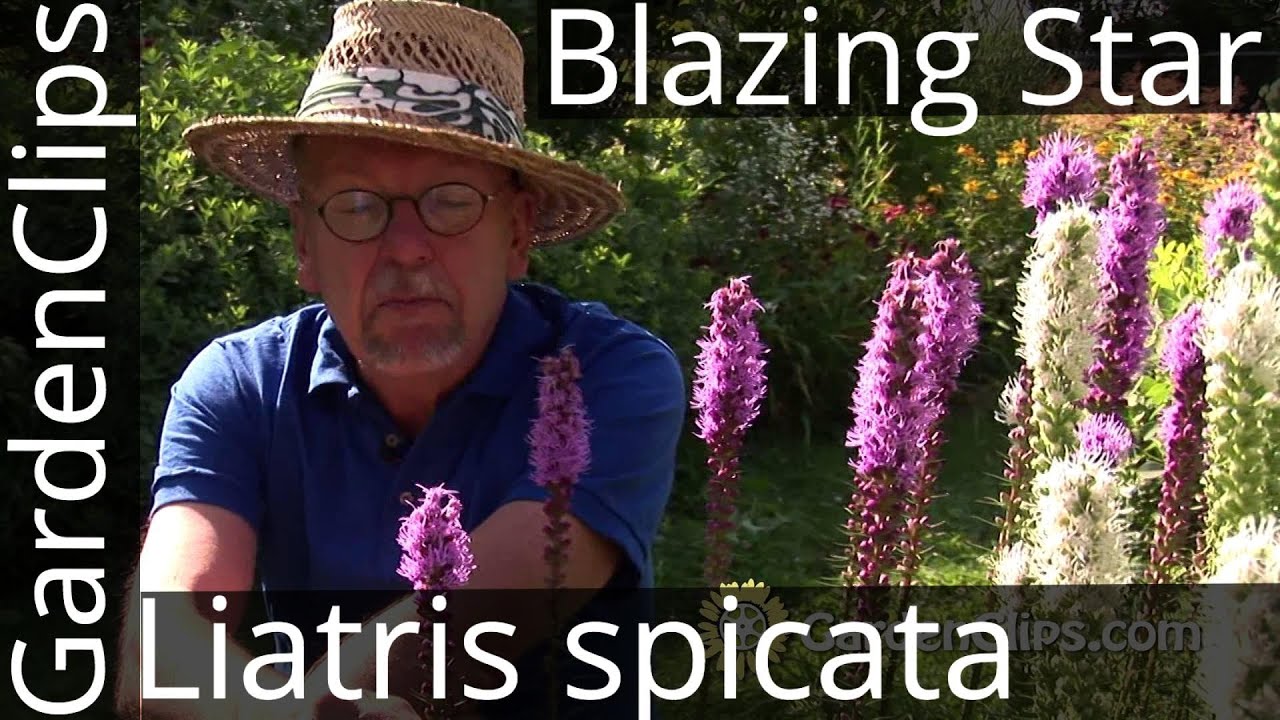 How to Grow Liatris Spicata: Easy Low-Maintenance Native Perennial (Gayfeather or Blazing Star)