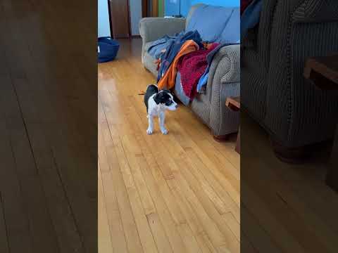 Meet Thelma a Terrier, Pit Bull currently available for adoption! 1/15/2025 8:23:35 AM