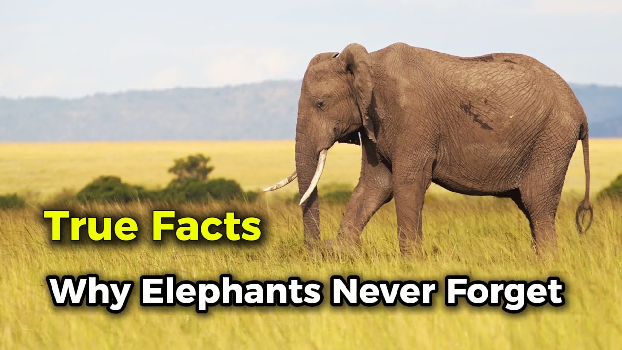 True Facts: Why Elephants Never Forget