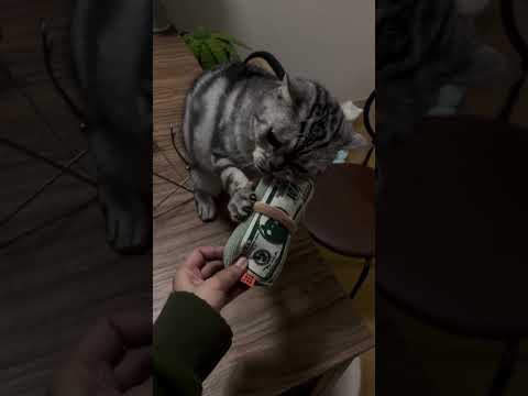 Pattheboo Cat Toys✨