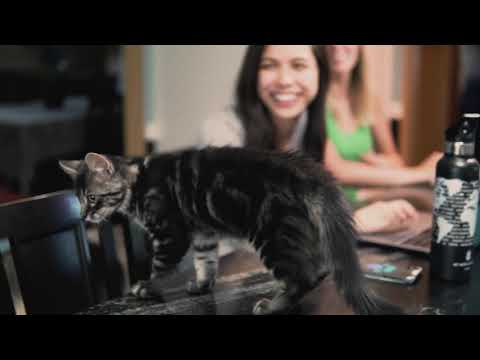 Pawlytics - Features & Pricing (February 2026)