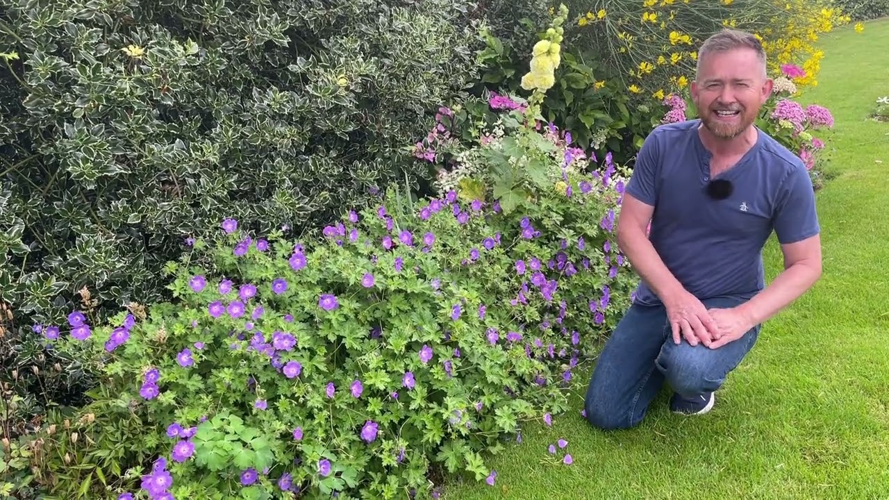 Geranium Rozanne - RHS plant of the centenary - Perfect perennial and hardy purple flower for UK