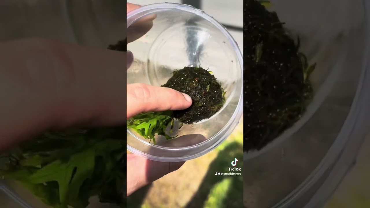 Adding a Java Moss Ball from PetSmart into the 40gal Tank