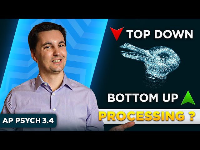 Understanding Top-Down and Bottom-Up Processing in Visual Perception ...