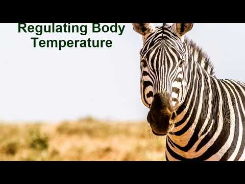 Temperature Regulation