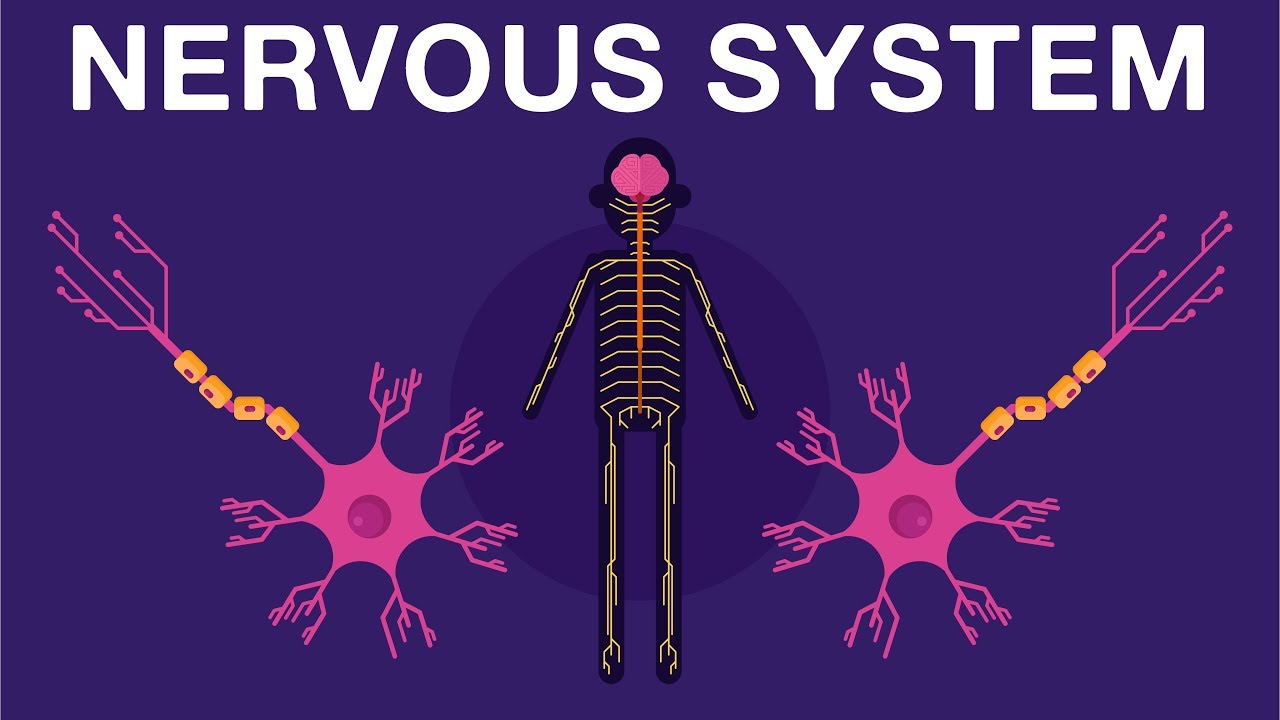 Understanding the Nervous System: A Closer Look at Our Brain and Its ...