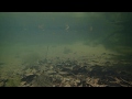 Species New to Science: [Entomology • 2005] Siamusotima aranea ...