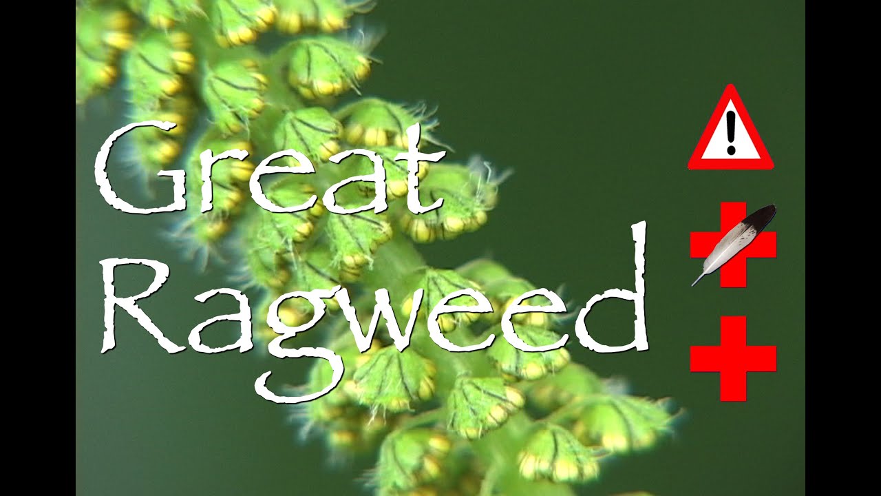 Great Ragweed: Medicinal & Cautions