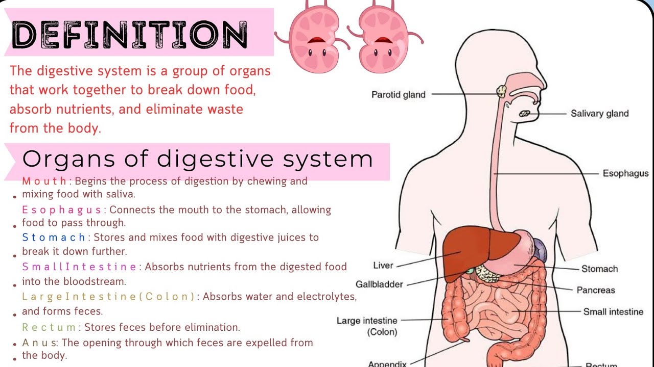 Digestive System Anatomy & Physiology Flashcards | Quick Review for Medical & Nursing Students