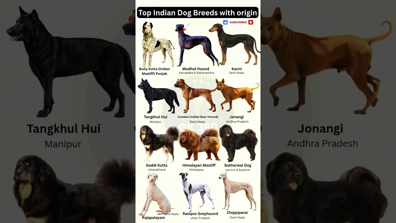 Top Indian Dog Breeds with Origin #shorts