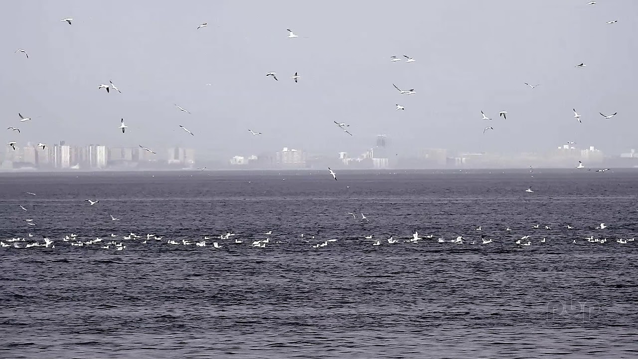 The northern gannet migration. New York Harbor.