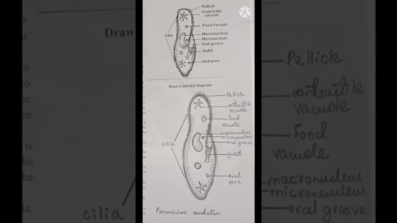 paramecium caudatum (unicellular, microscopic, protoplasmic)