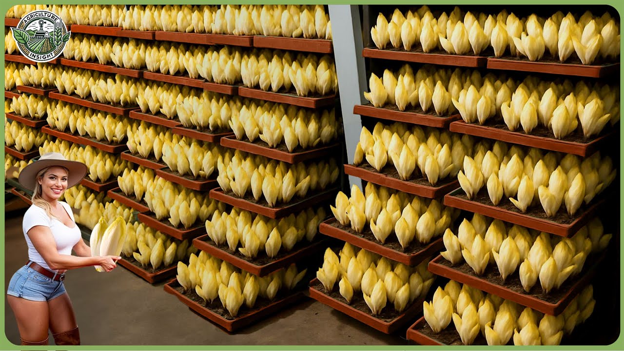 How Millions Of Belgian Endive Buds Are Processed – Massive Belgian Endive Farming In Dark Room