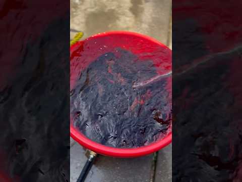 The Crawfish Washer: The Ultimate Way To Purge Your Crawfish