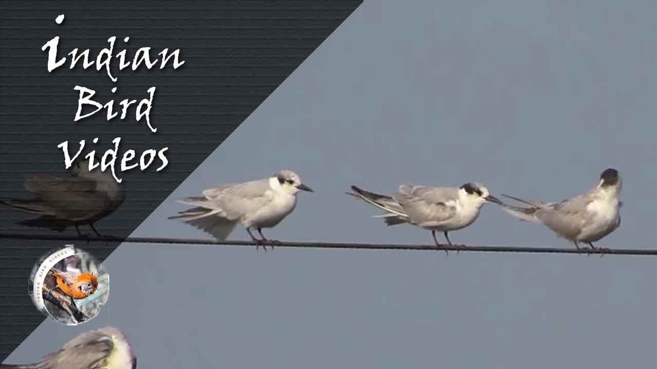 The Gull Billed Tern (Gelochelidon nilotica) - Indian Bird Videos