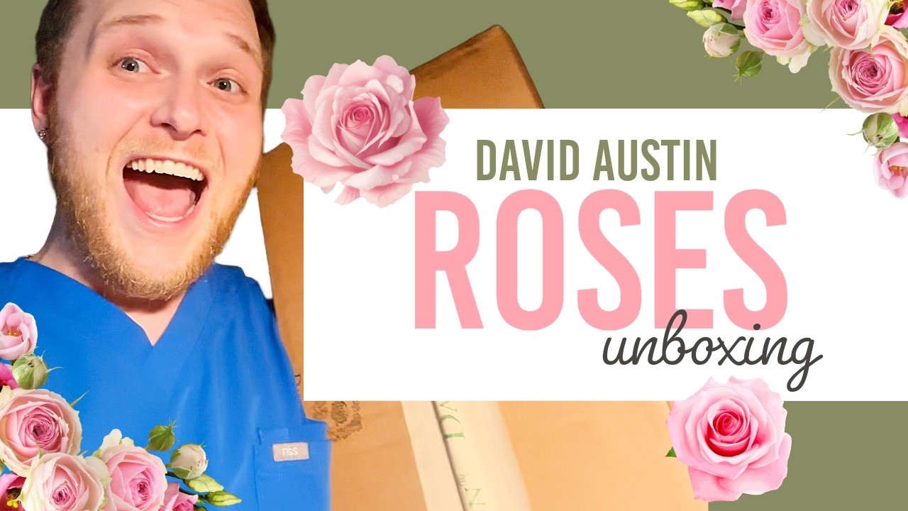 David Austin Roses: UNBOXING
