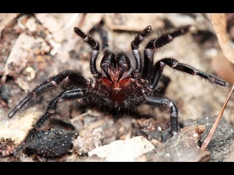 WORLD'S MOST VENOMOUS SPIDER | THE SYDNEY FUNNEL-WEB SPIDER