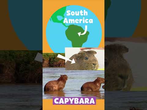 Animal Alphabet | C is for Capybara | PBS KIDS #Shorts