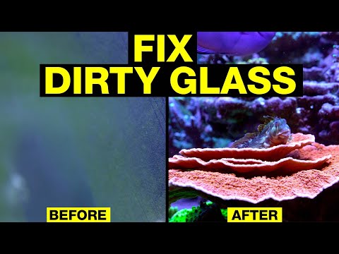 Top 10 Solutions for Dirty Saltwater Aquarium Glass.