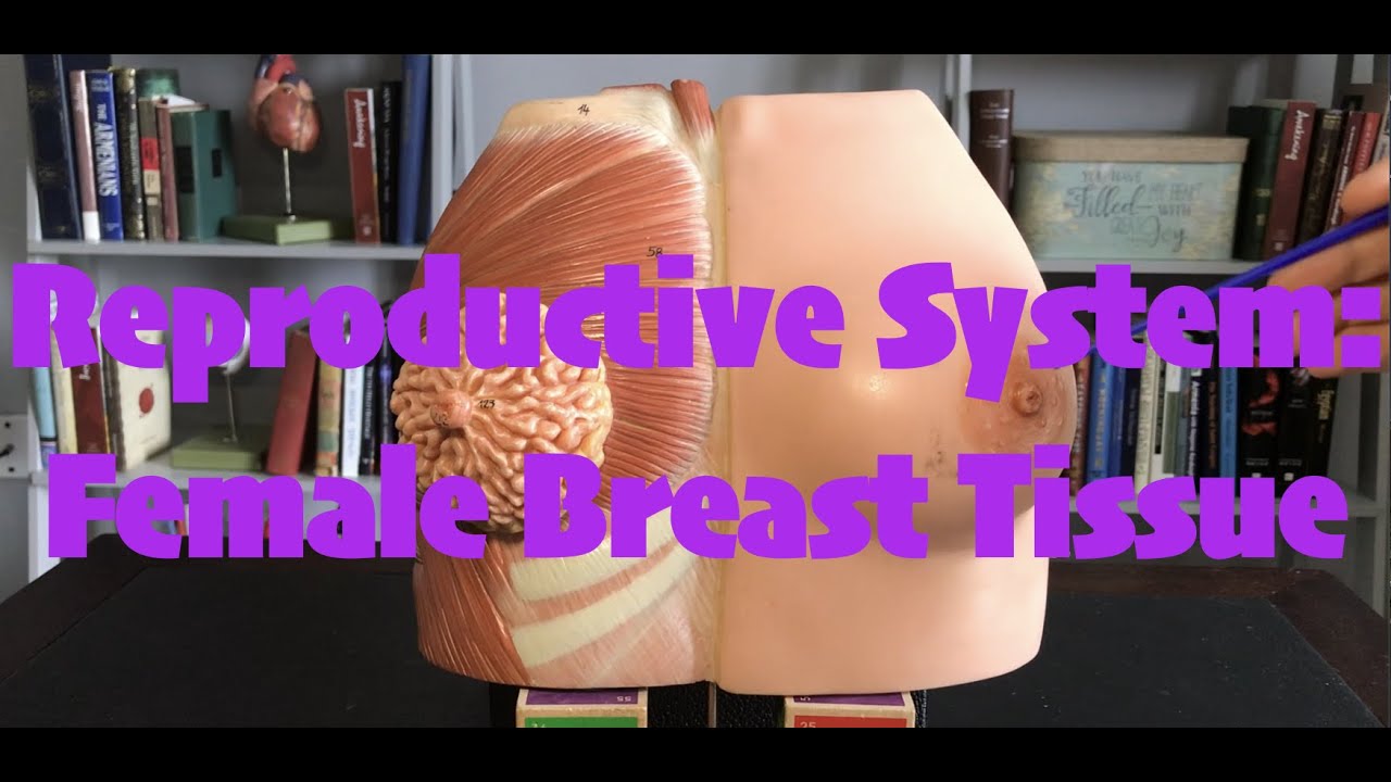 Female Reproductive System: Breast Tissue