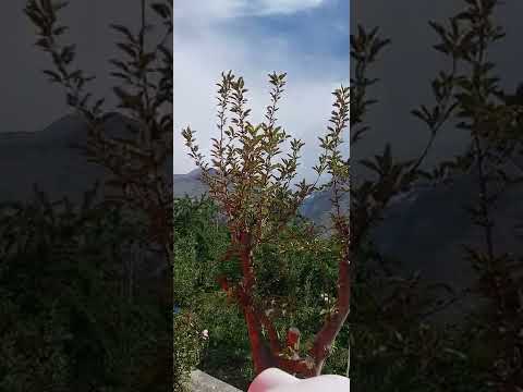 hunza mysterious weather today