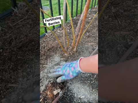 Fertilizing Berry Plants #gardentips #berries