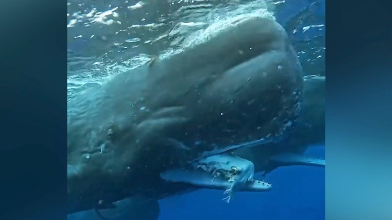 Sperm Whale with Giant Squid Remains in Mouth Filmed - New Footage 2023